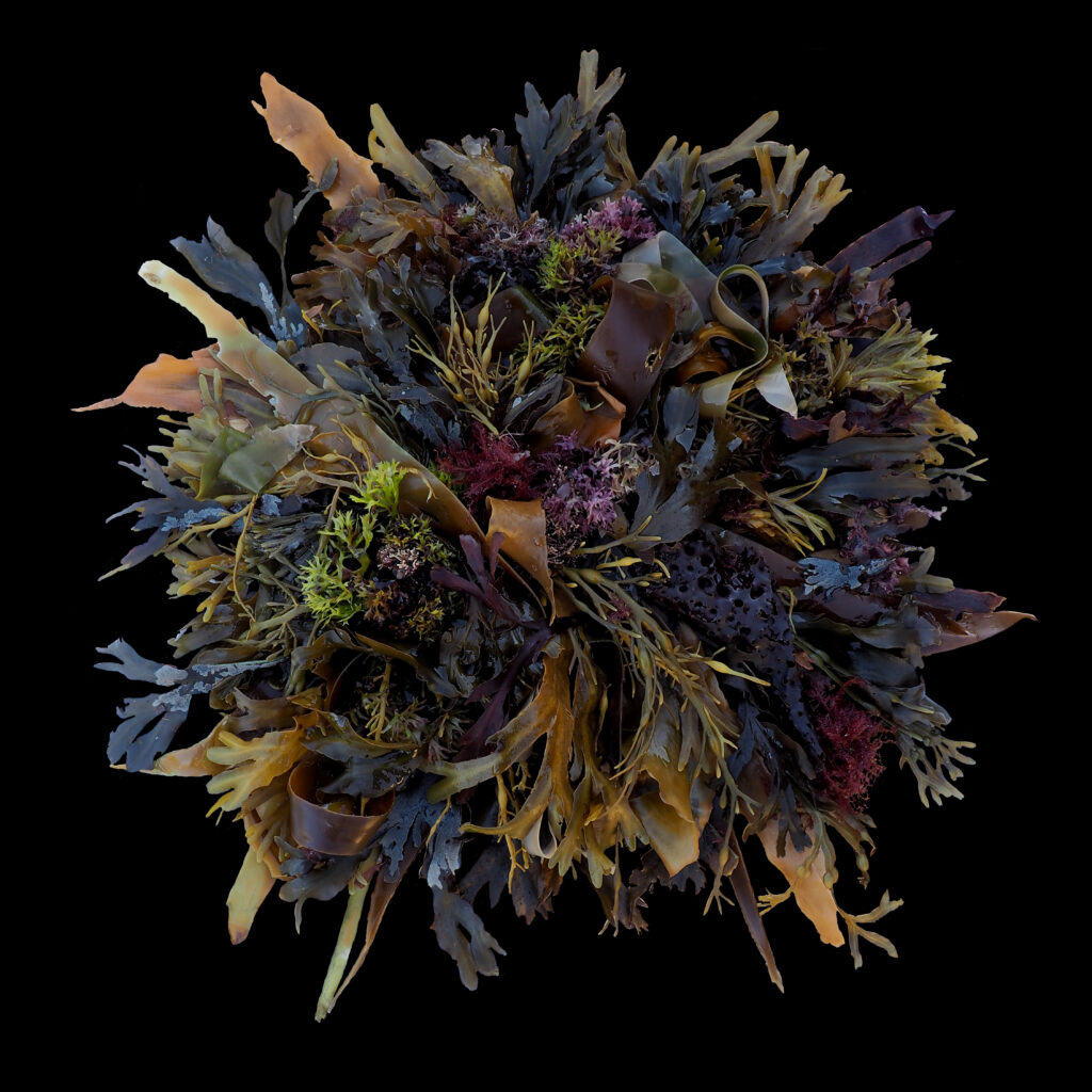 Seaweed Bouquets & Oyster Clusters: The Art of Catherine Beaudette - Billie